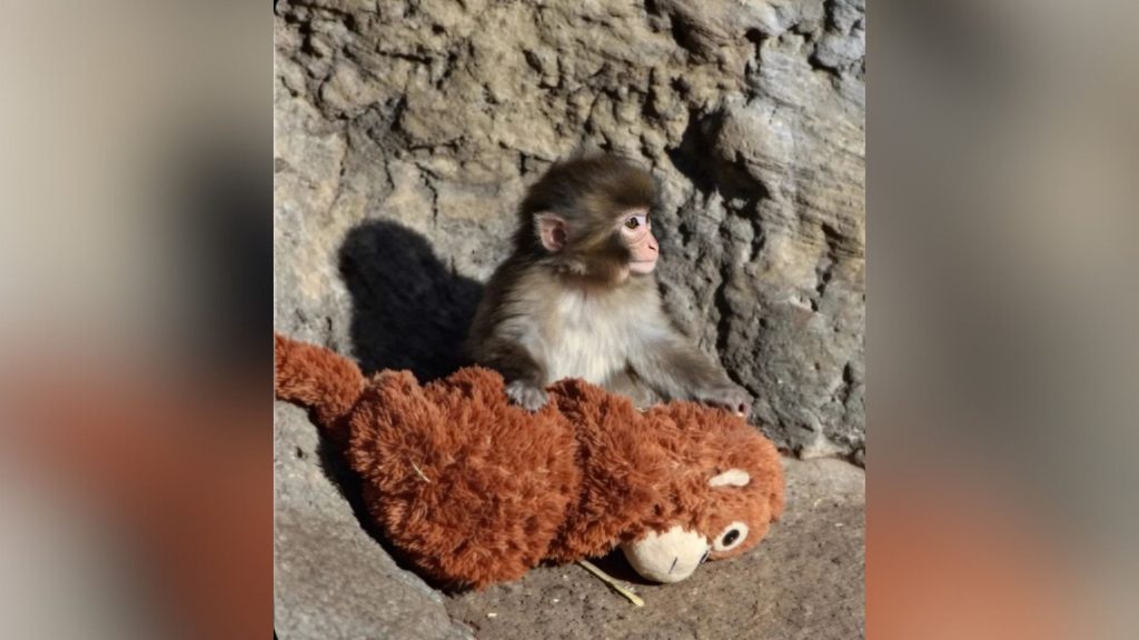 Punch, ce petit singe qui déplace les foules au Japon | Magazine ...